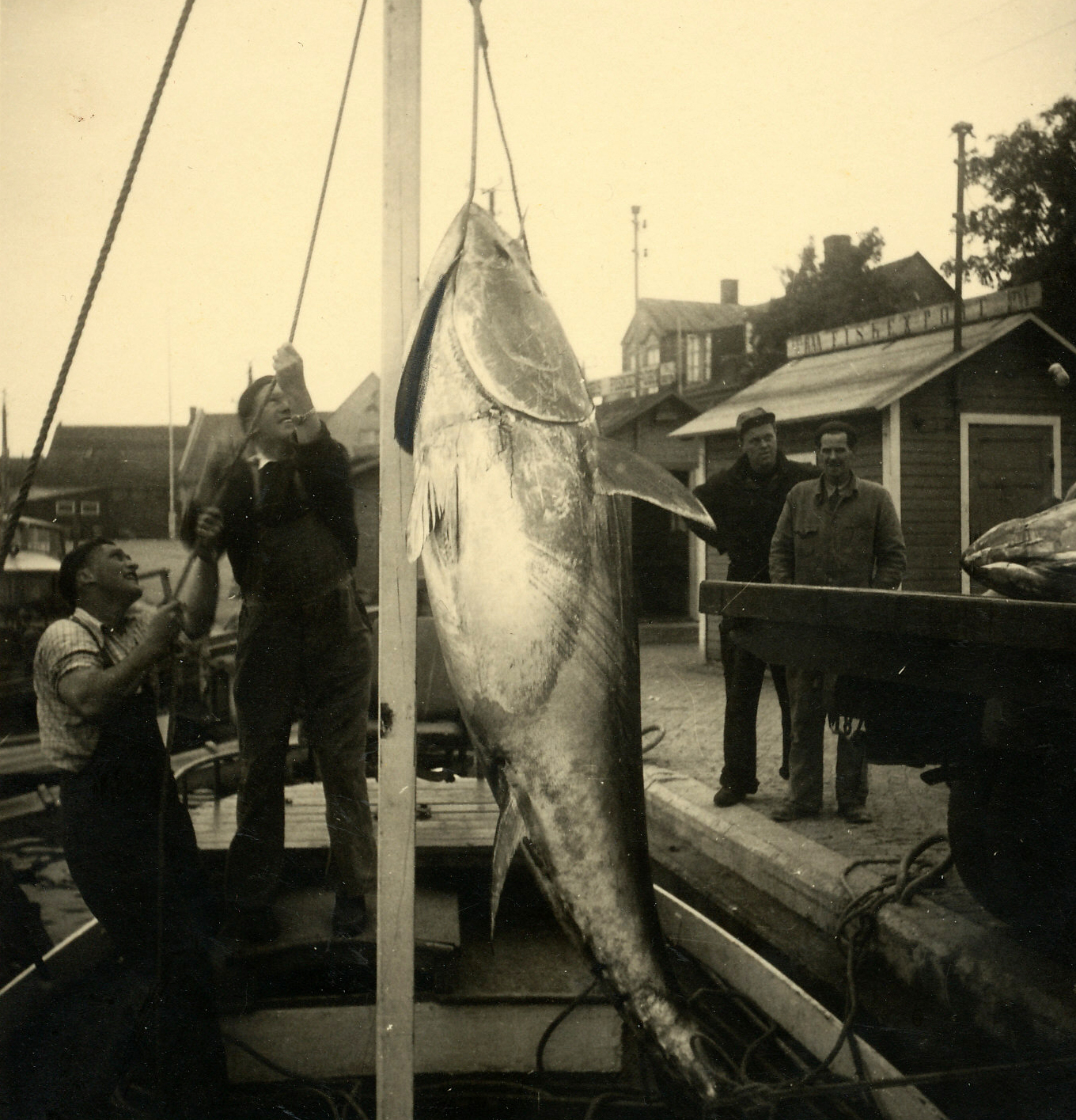 Hbg Stories | Tonfisken sjunger upp igen